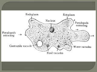 Morphology of protozoa | PPTX