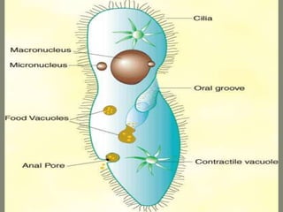 Protozoa Structure