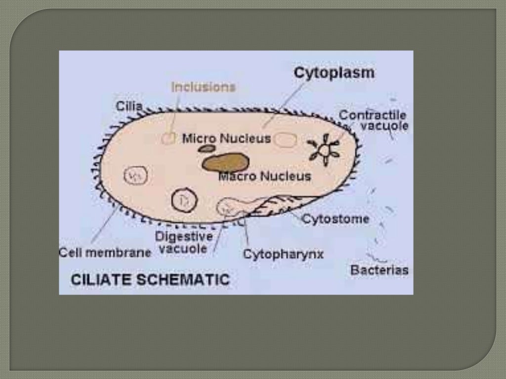 Morphology of protozoa