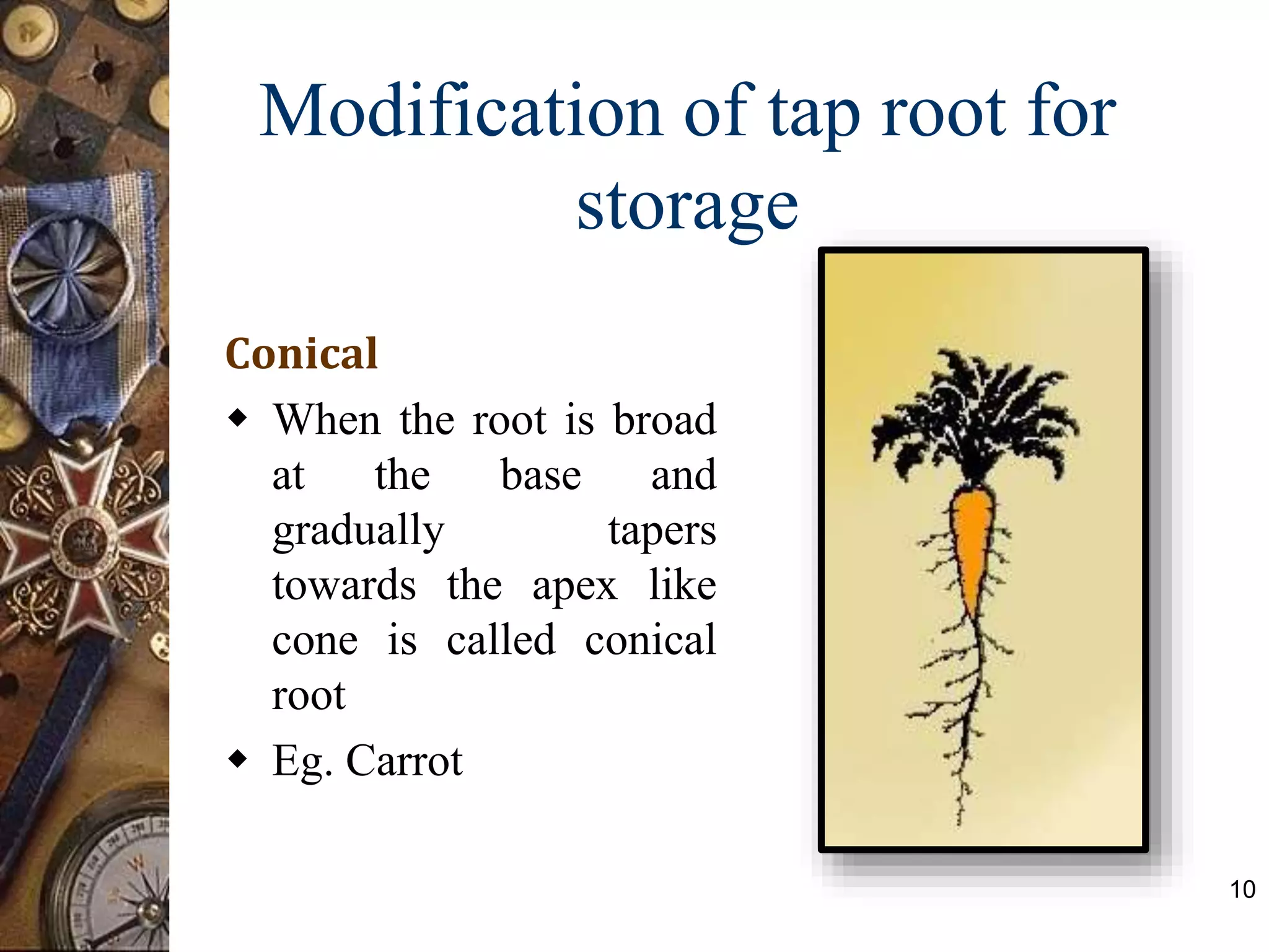 morphology of root.ppt