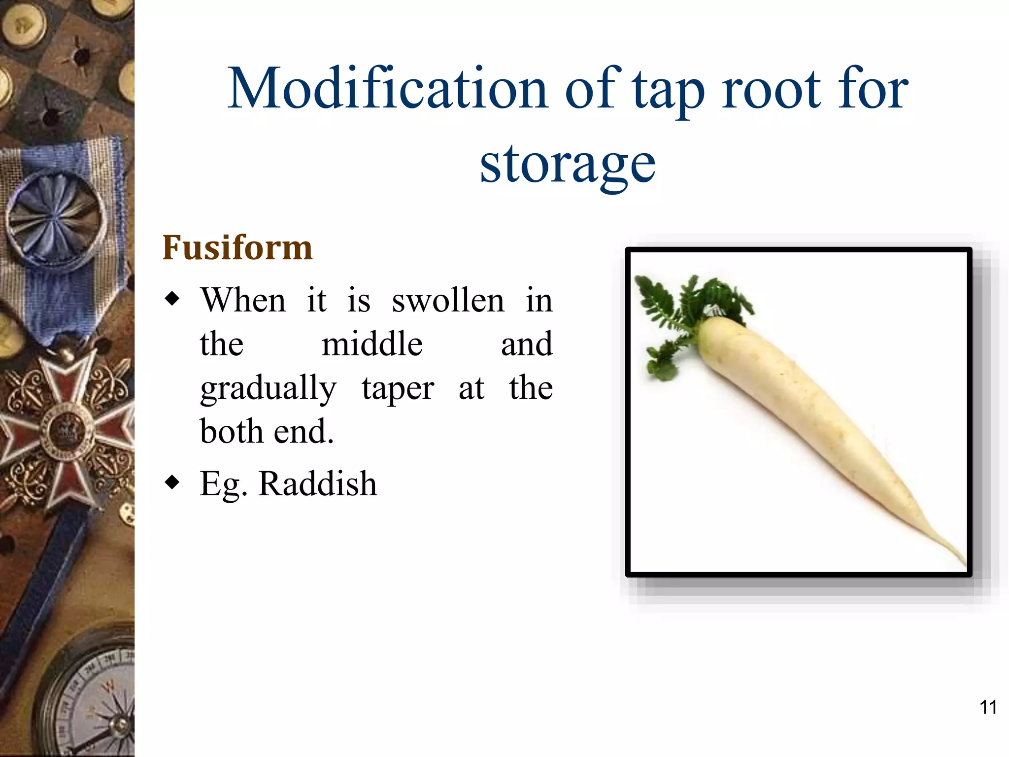 morphology of root.ppt