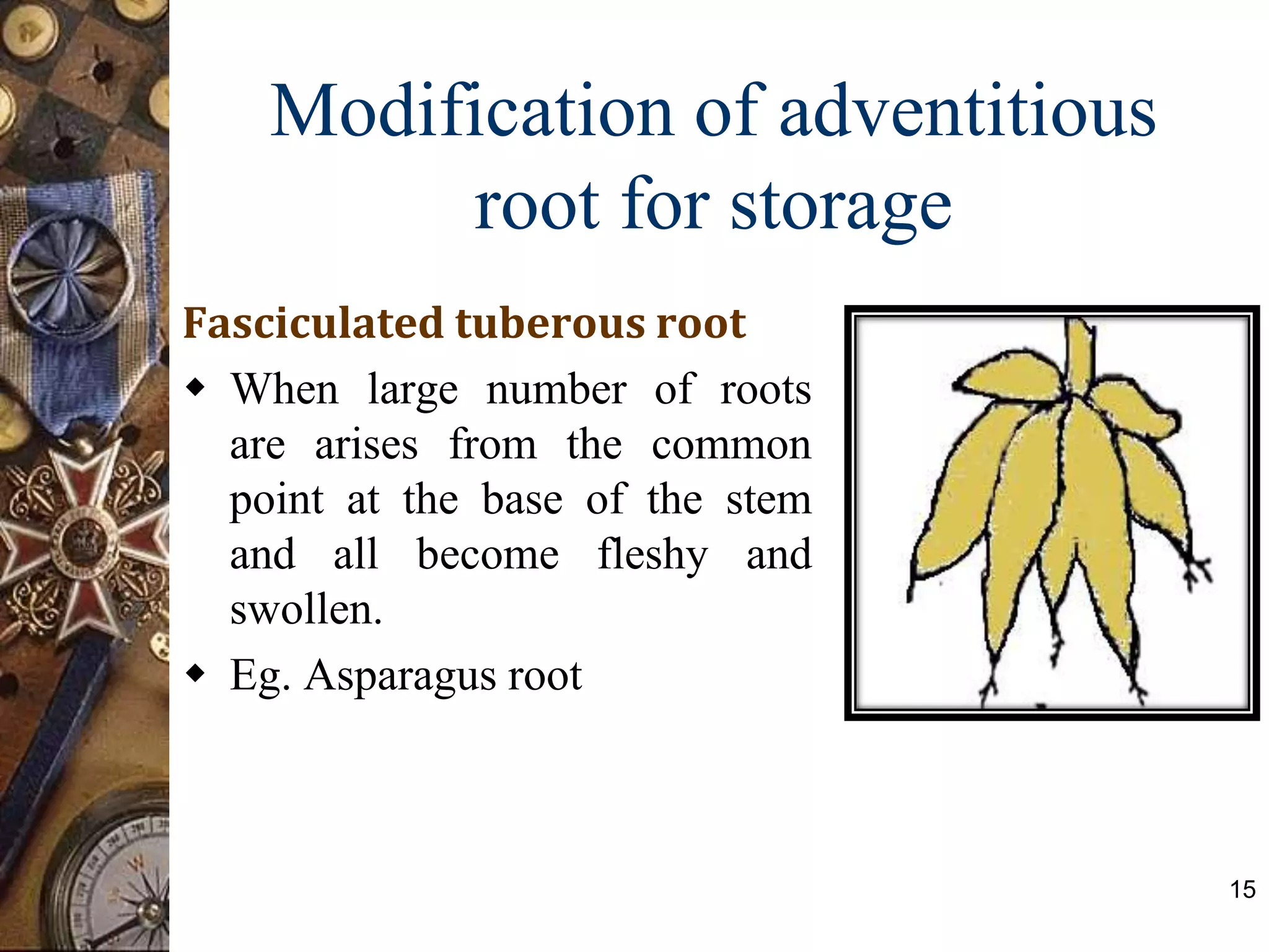 morphology of root.ppt