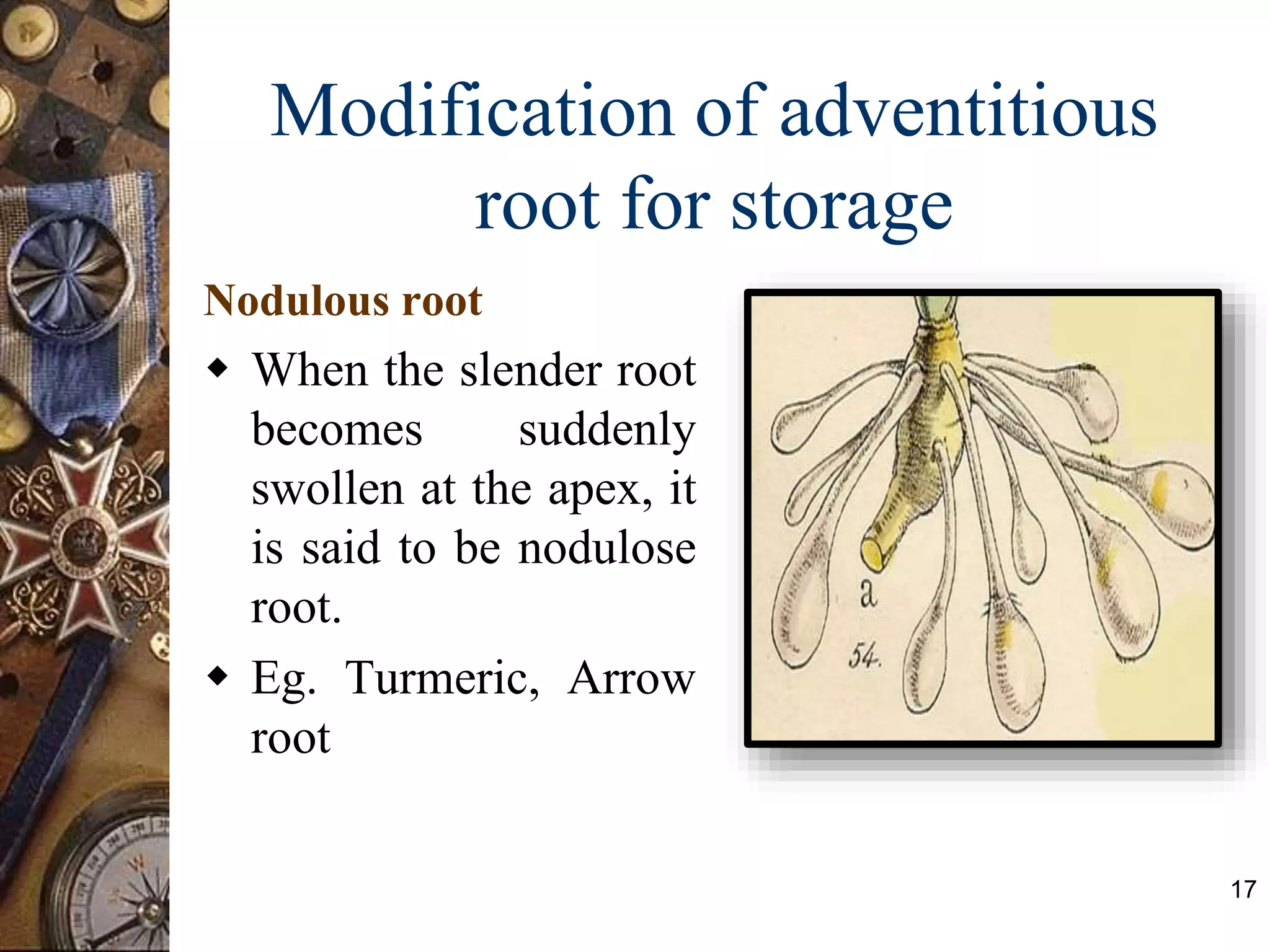 morphology of root.ppt