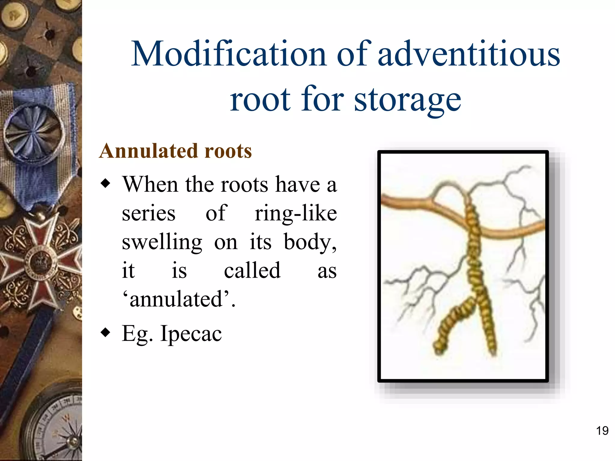 morphology of root.ppt