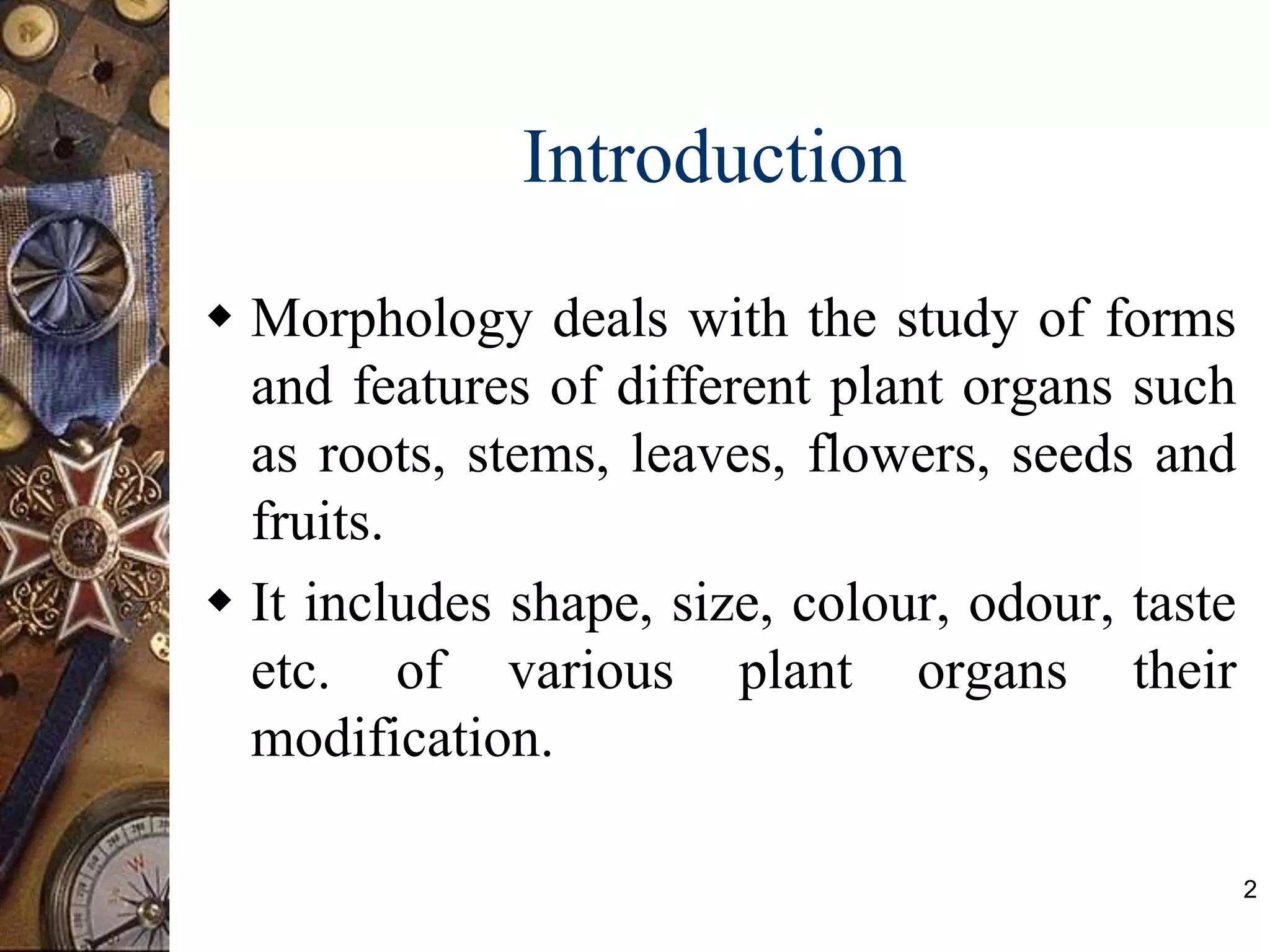 morphology of root.ppt