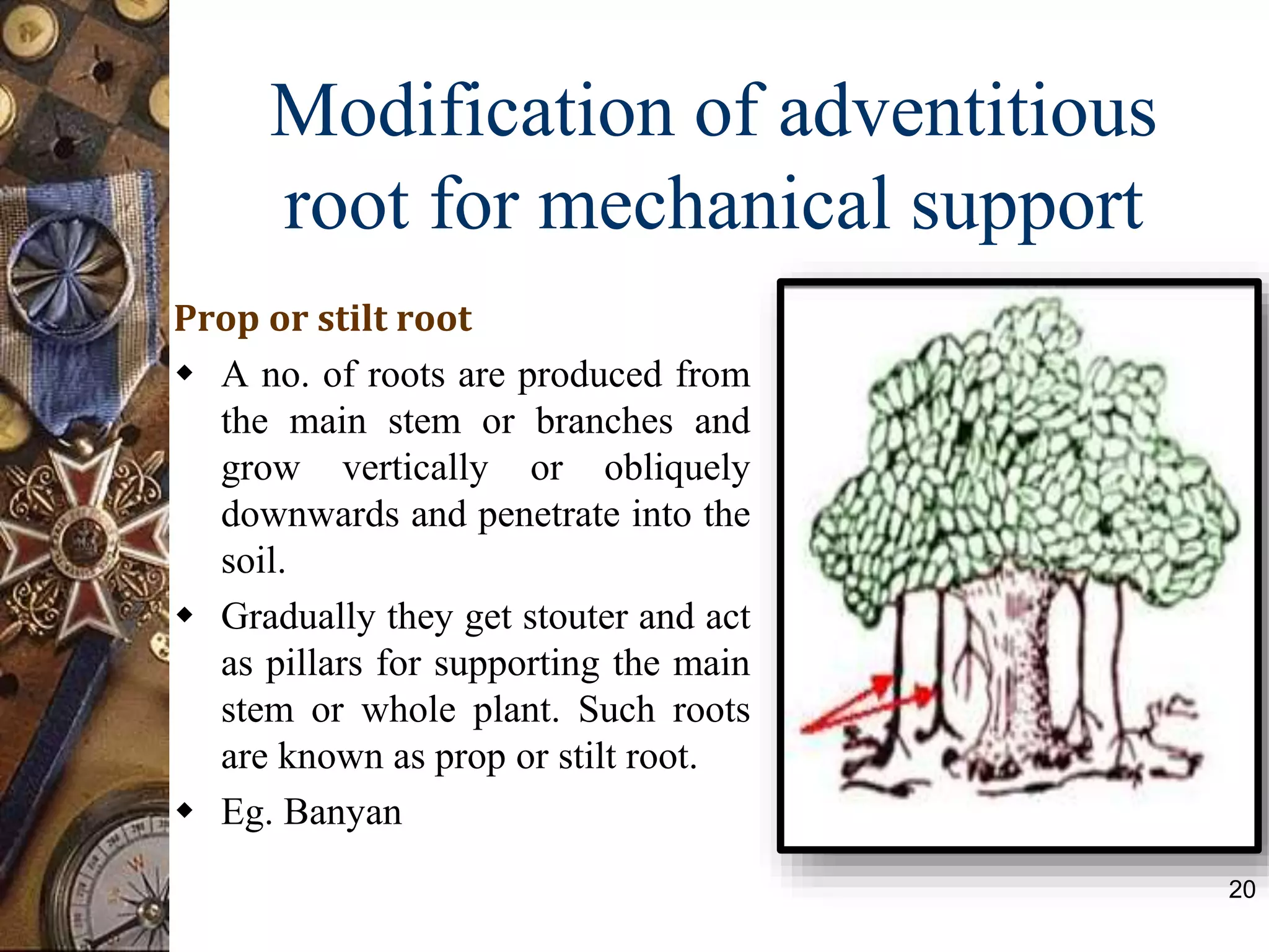 morphology of root.ppt