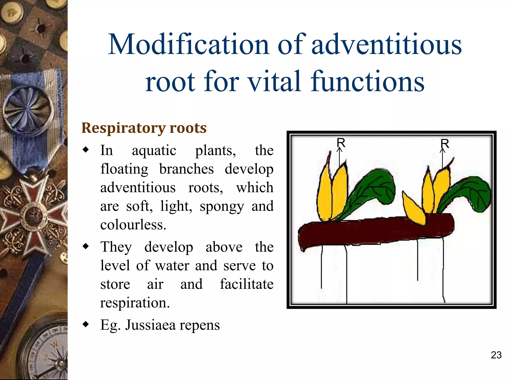 morphology of root.ppt