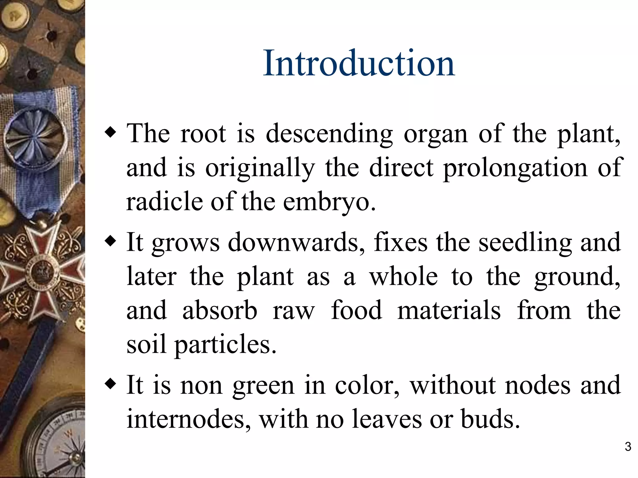 morphology of root.ppt | Gardening | Home & Garden