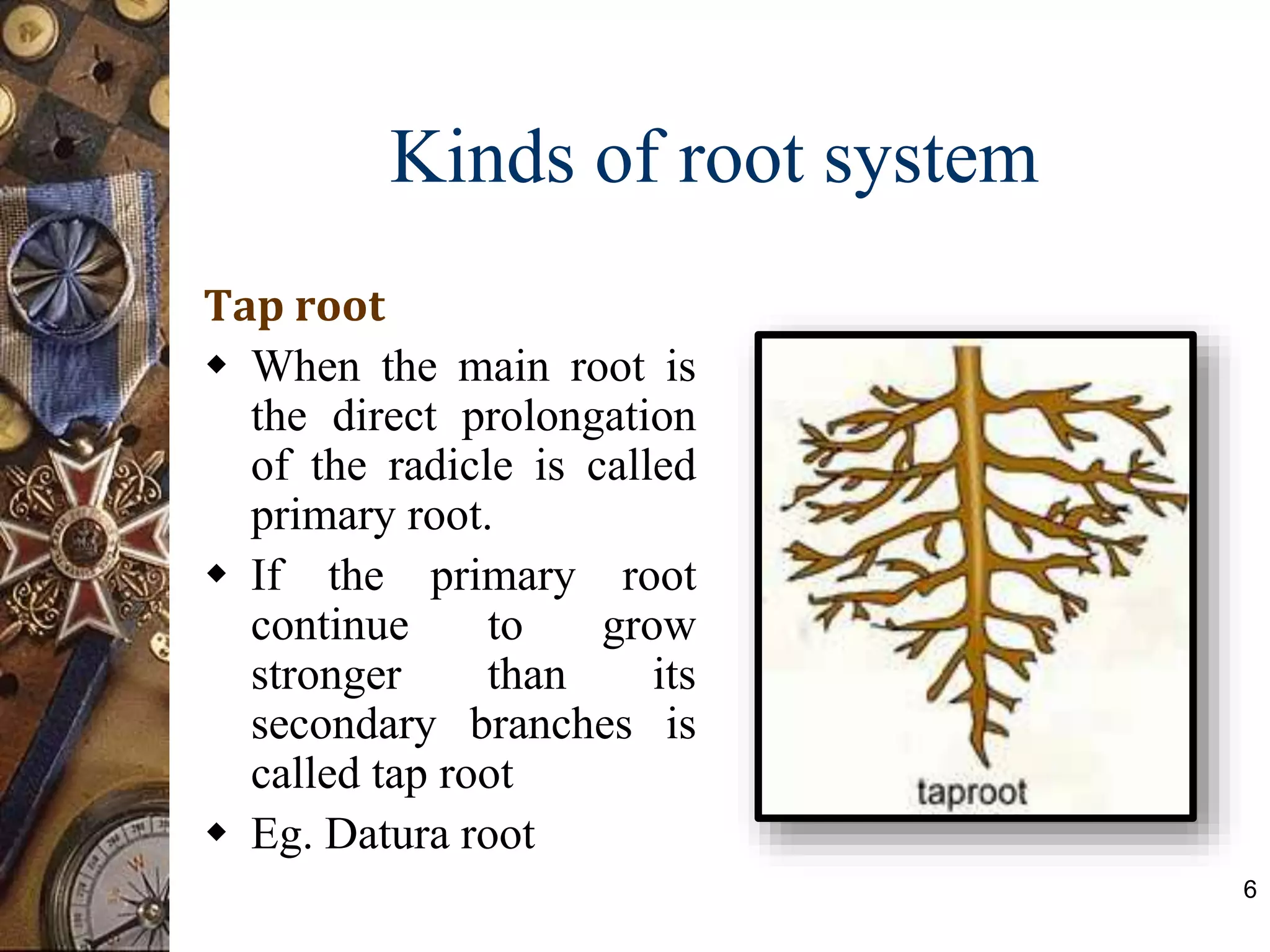 morphology of root.ppt