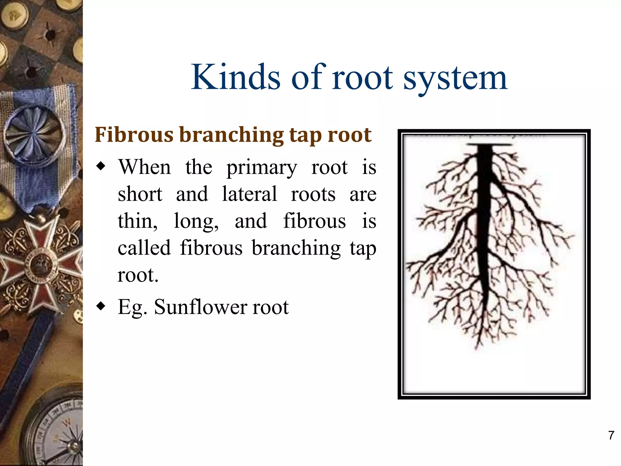 morphology of root.ppt