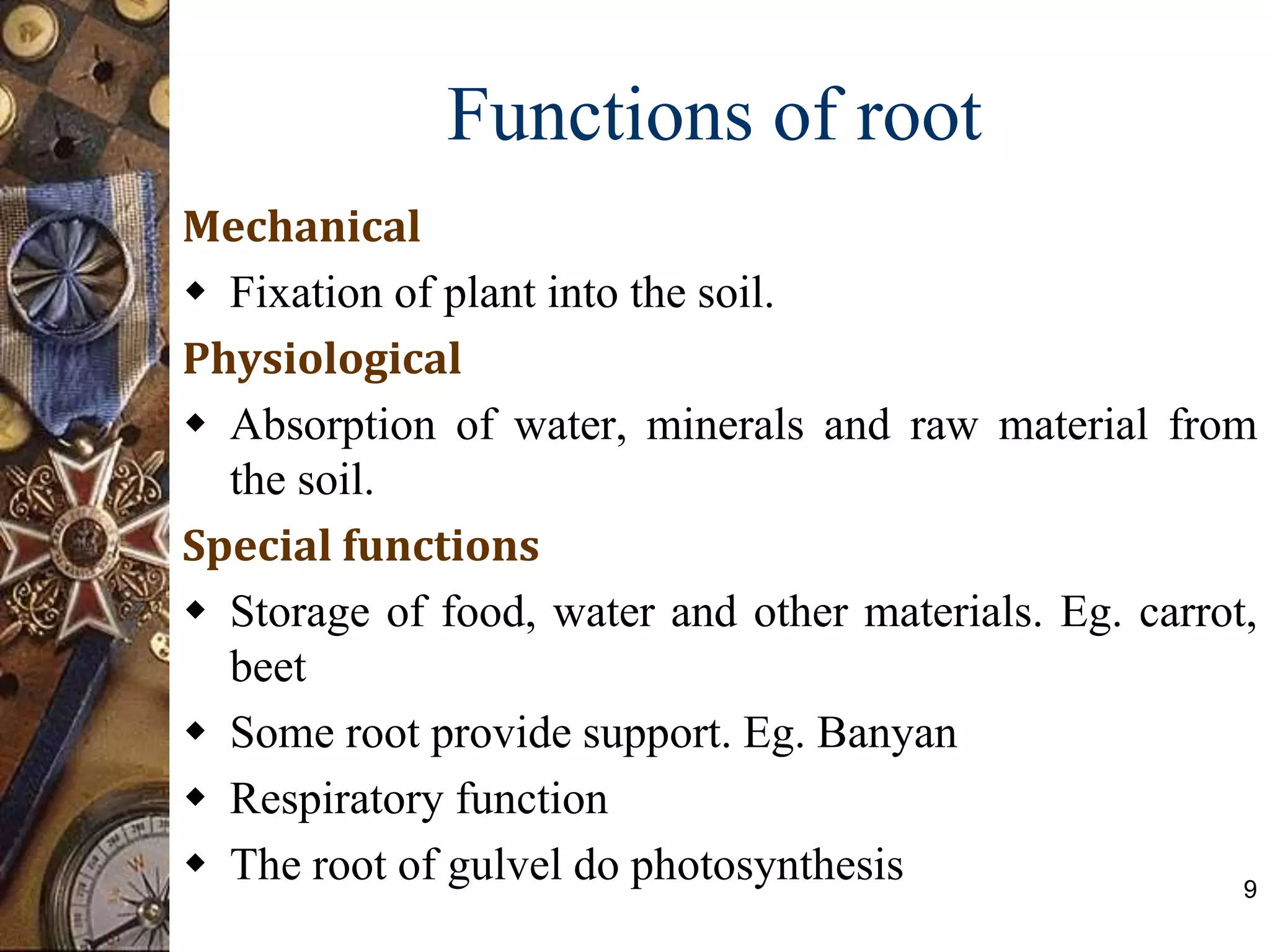 morphology of root.ppt