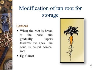 morphology of root.ppt