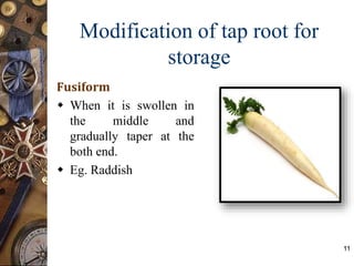 morphology of root.ppt