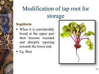 morphology of root.ppt