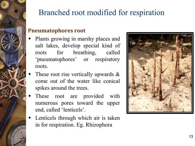 morphology of root.ppt | Gardening | Home & Garden
