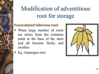 morphology of root.ppt