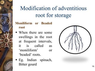 morphology of root.ppt | Gardening | Home & Garden