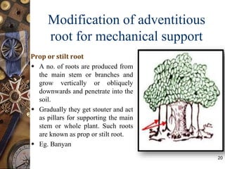 morphology of root.ppt