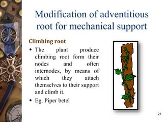 morphology of root.ppt | Gardening | Home & Garden