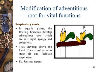 morphology of root.ppt
