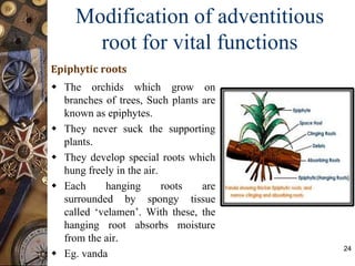 morphology of root.ppt