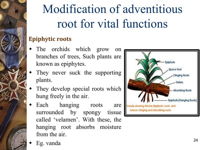 morphology of root.ppt | Gardening | Home & Garden
