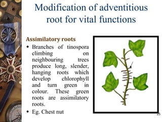 morphology of root.ppt
