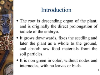 morphology of root.ppt