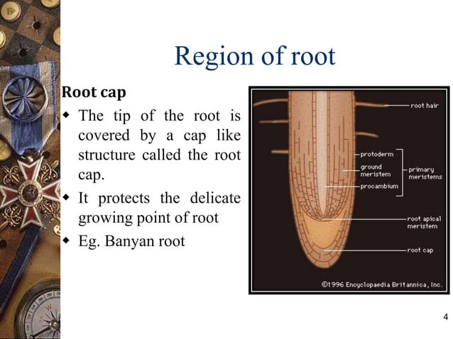 morphology of root.ppt | Gardening | Home & Garden