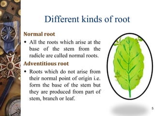 morphology of root.ppt