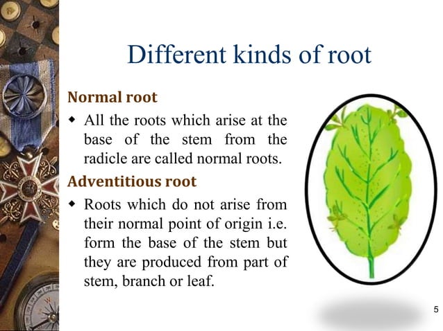 morphology of root.ppt | Gardening | Home & Garden