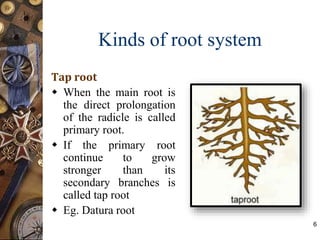 morphology of root.ppt