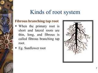 morphology of root.ppt