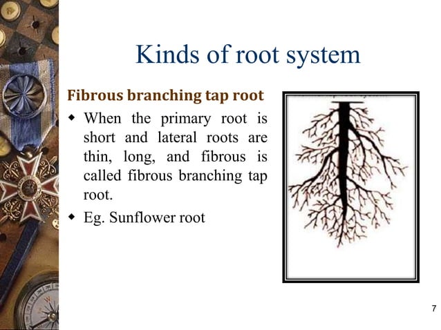 morphology of root.ppt | Gardening | Home & Garden