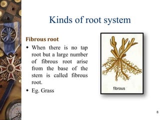 morphology of root.ppt