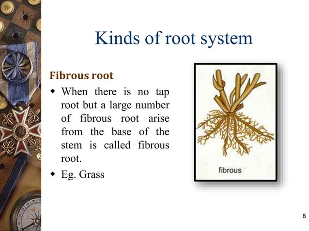 morphology of root.ppt | Gardening | Home & Garden
