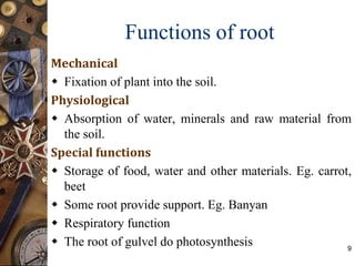 morphology of root.ppt
