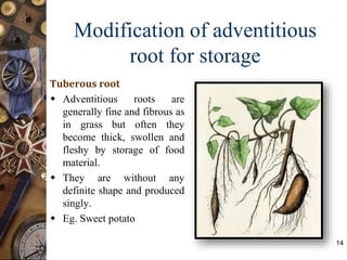 Tuberous Roots Diagram