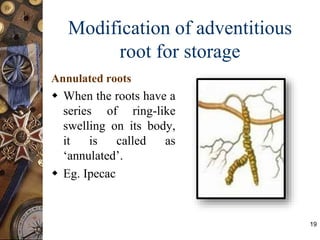 Annulated Roots