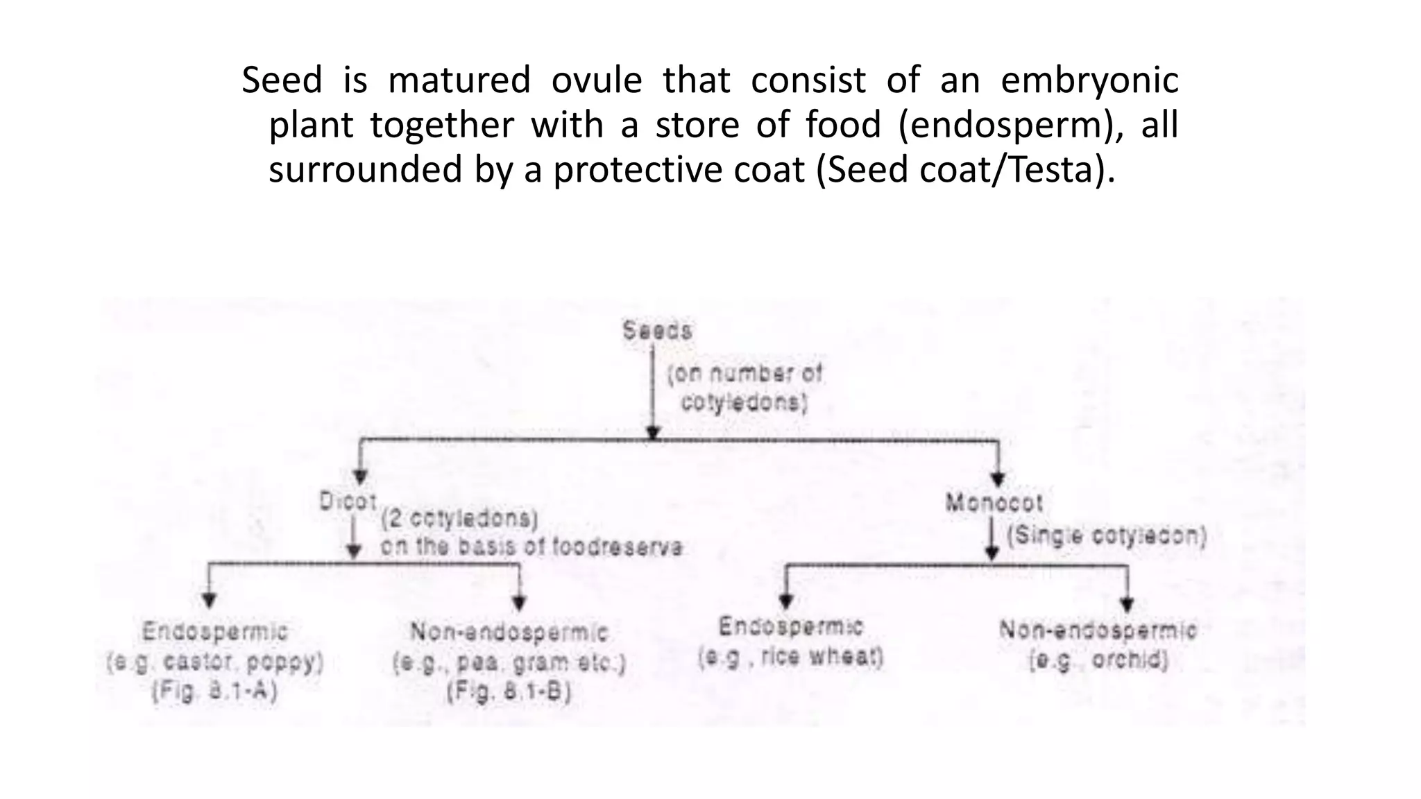 Morphology of Seeds.pptx