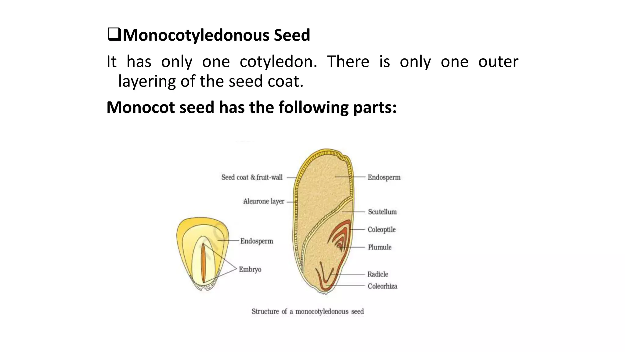 Morphology of Seeds.pptx