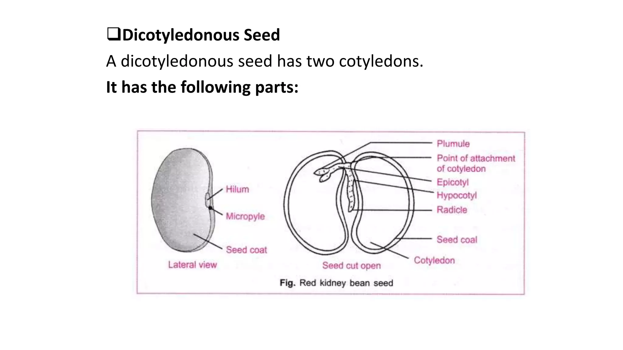 Morphology of Seeds.pptx