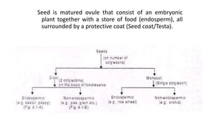 Morphology of Seeds.pptx