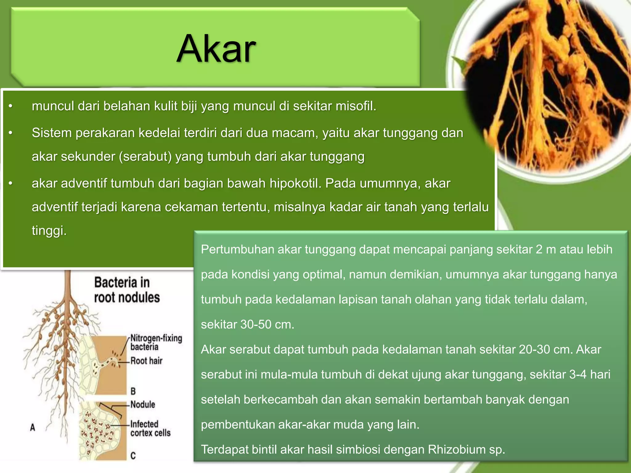 Morphology of soybean | PPTX