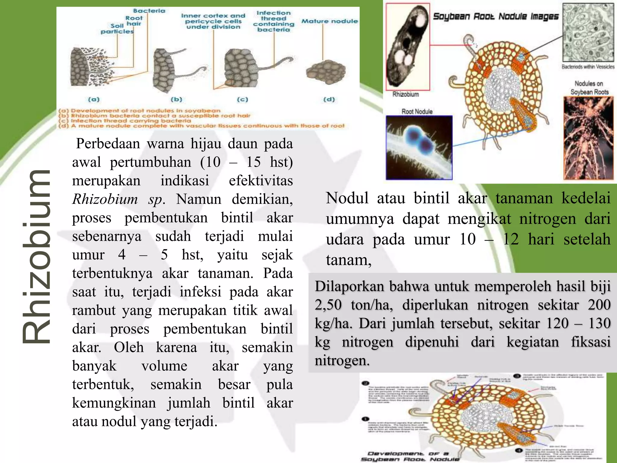 Morphology of soybean | PPTX