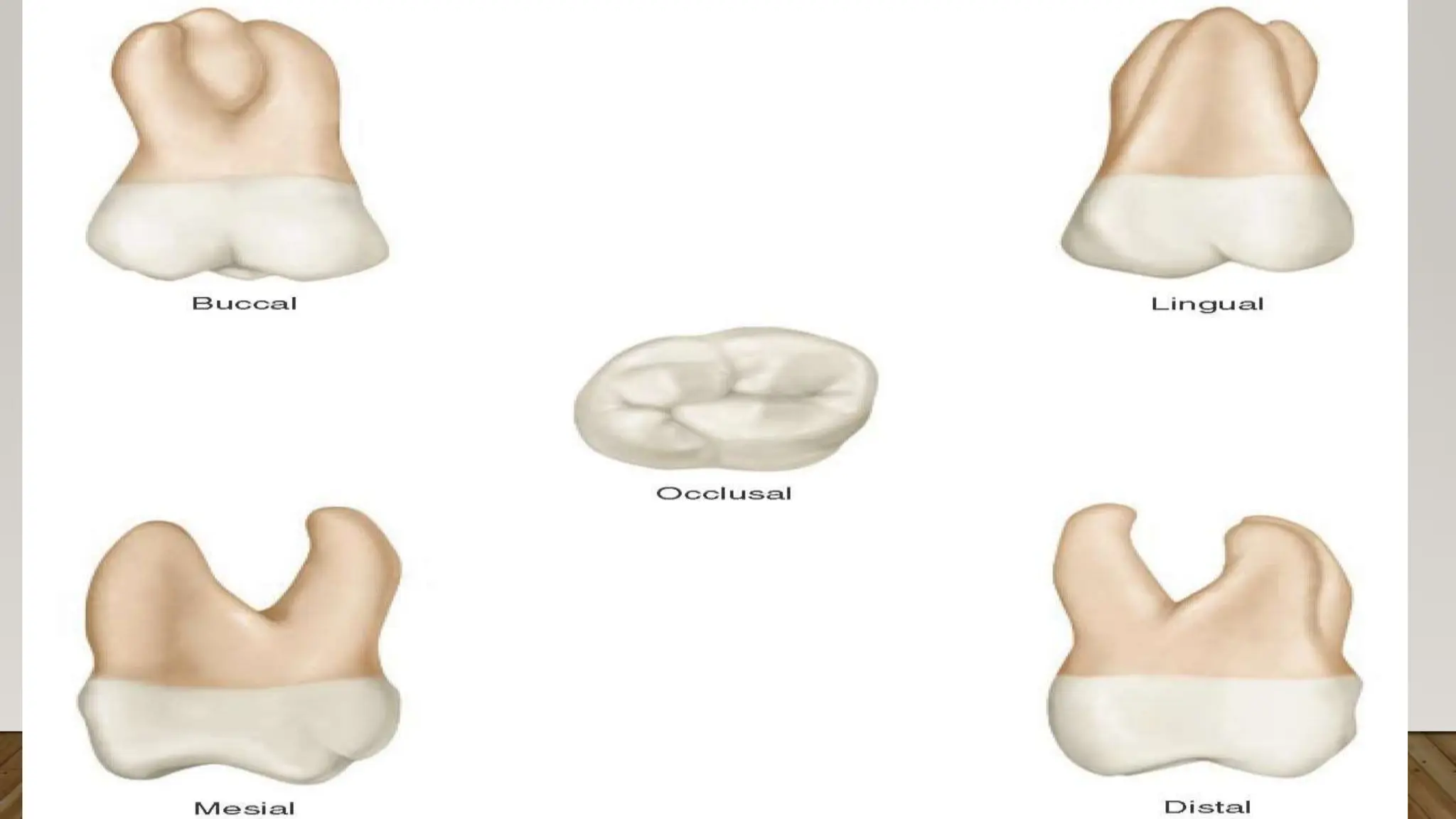 morphology of teeth.2.pptx
