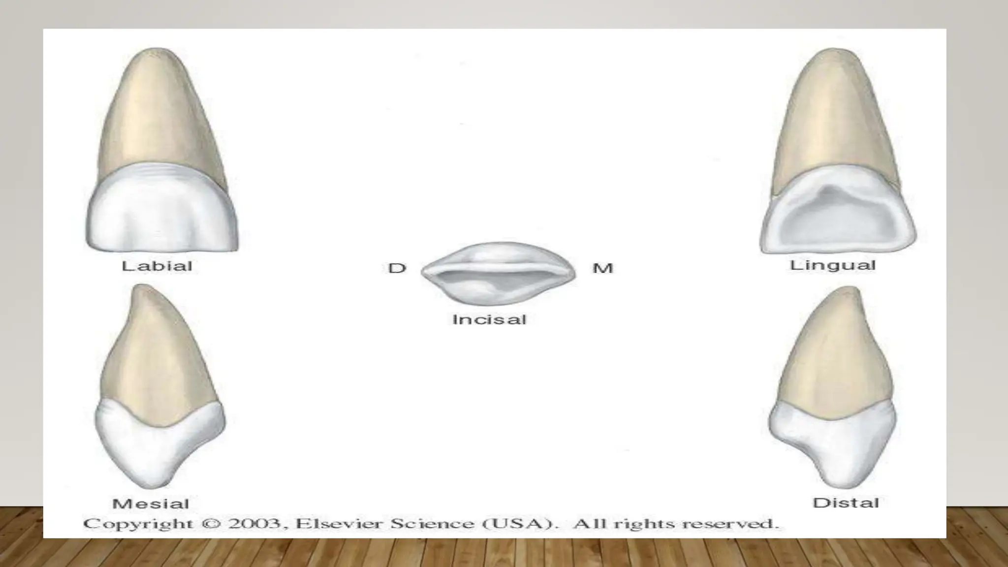 morphology of teeth.2.pptx