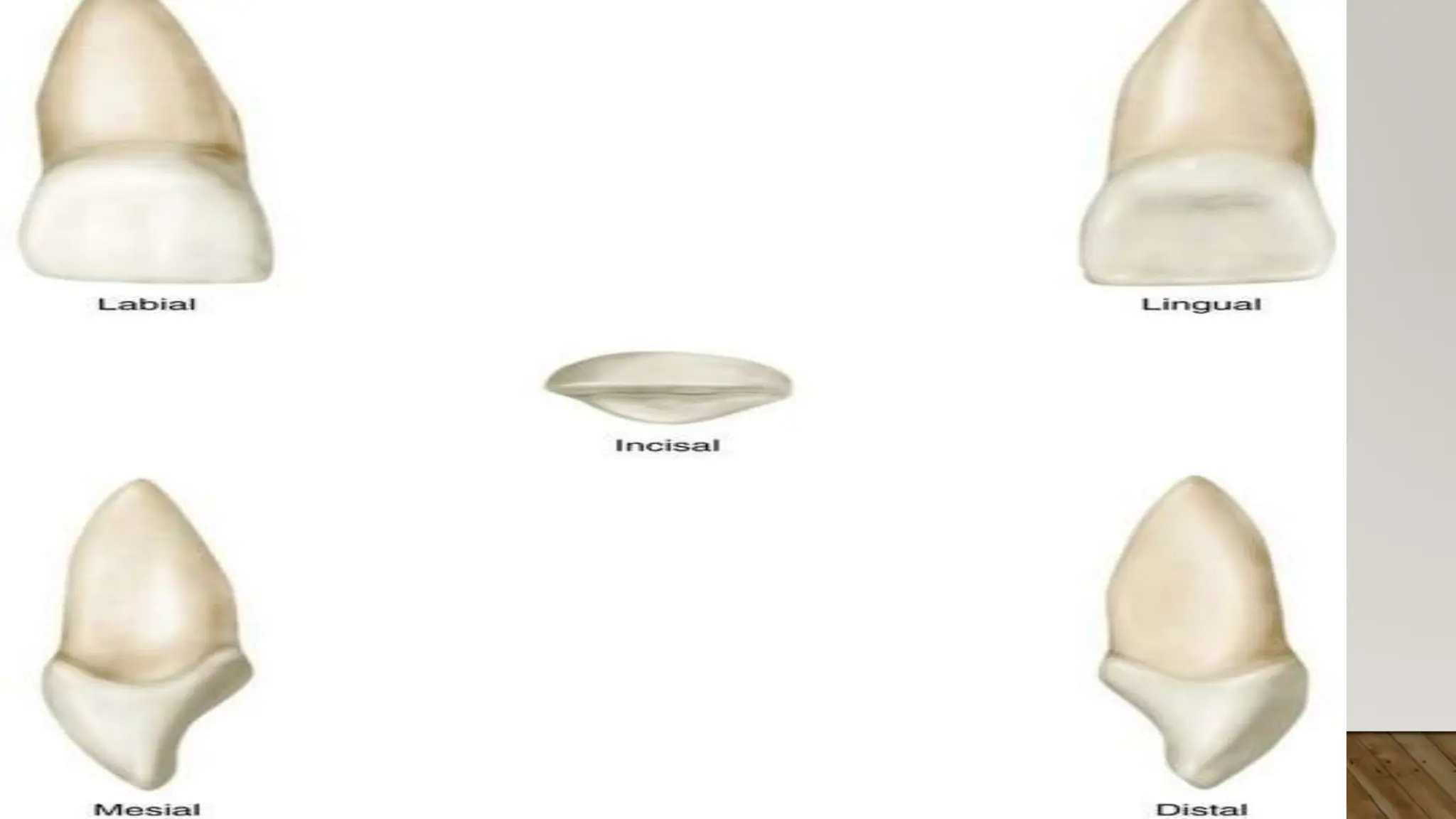 morphology of teeth.2.pptx