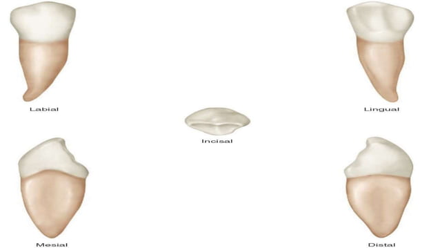 morphology of teeth.2.pptx