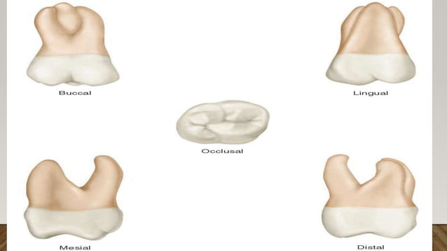 morphology of teeth.2.pptx